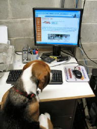 New Jersey Beagle at Breezy Point: A Message from the Breeder