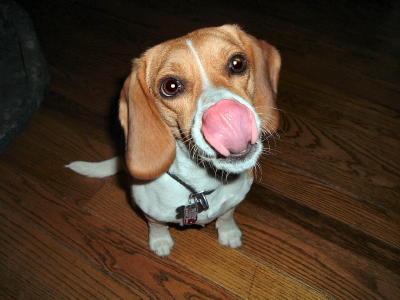 New Jersey Beagles at Breezy Point