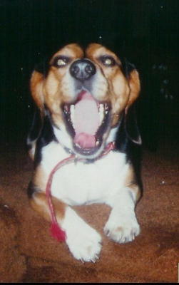 New Jersey Beagles at Breezy Point