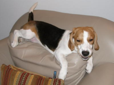 New Jersey Beagles at Breezy Point