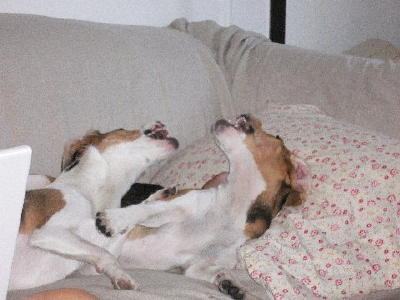 New Jersey Beagles at Breezy Point