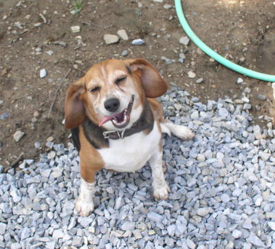 New Jersey Beagles at Breezy Point