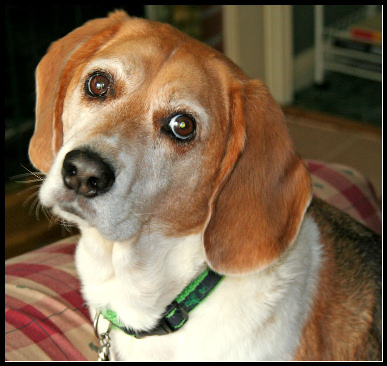 New Jersey Beagles at Breezy Point